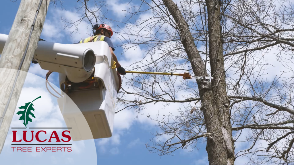 Lucas Tree Recruitment - Storms - No Umbrella Media LLC